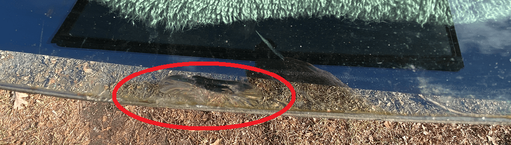 Used driver’s side cut windshield (check pictures for measurements) – 1 ...